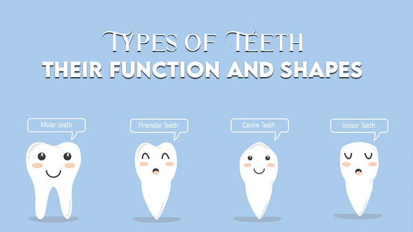 Types of Teeth, Their Function and Shapes - GREAT ORAL HEALTH